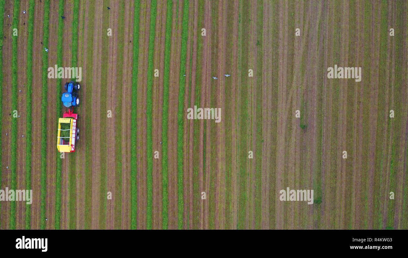 Aerial top view of a tractor working in an arable agriculture farming ...