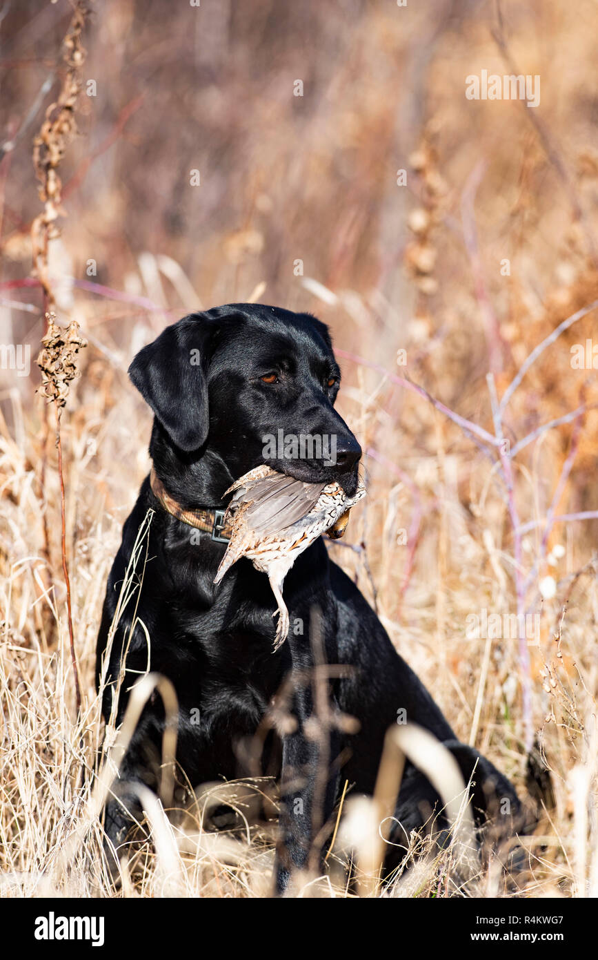 Black Lab Hunting
