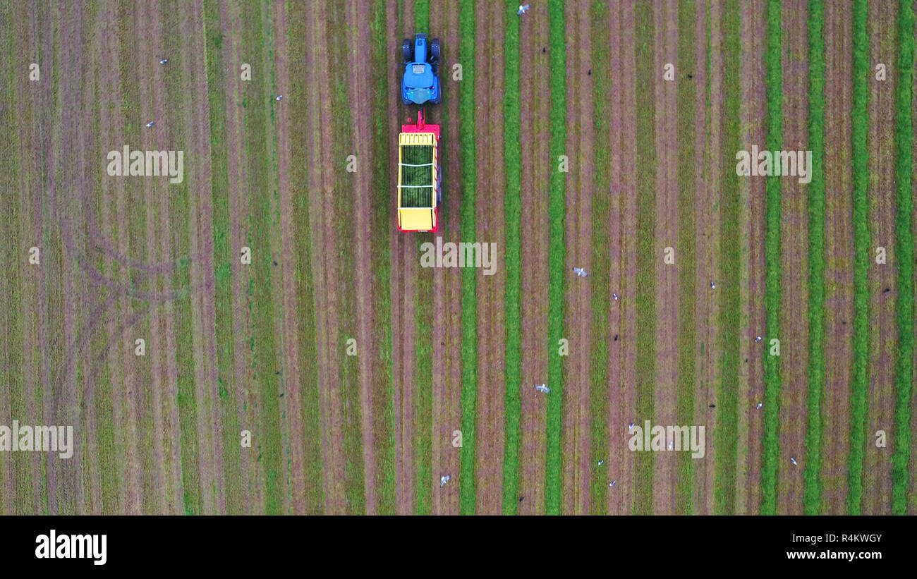 Aerial top view of a tractor working in an arable agriculture farming ...
