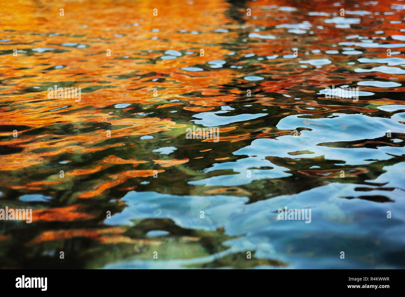 autumn water background with orange and red leaves reflection. waves at ...
