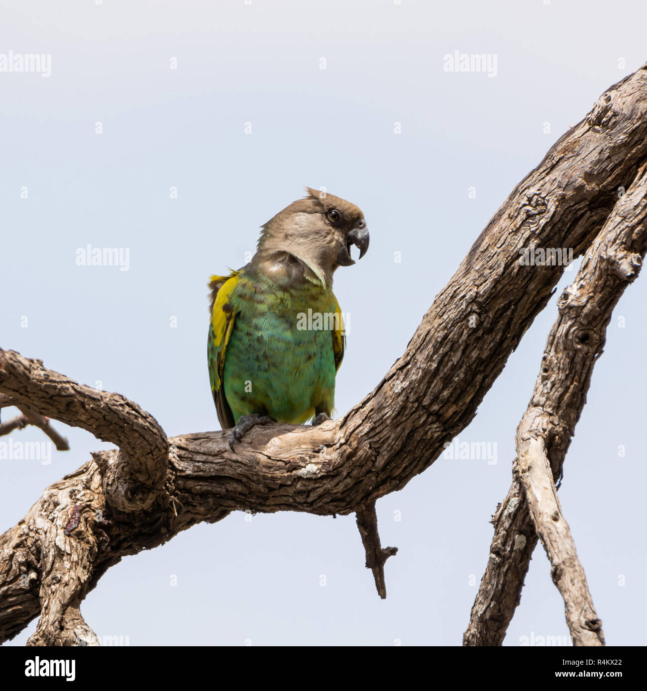 Meyers parrot hi-res stock photography and images - Alamy