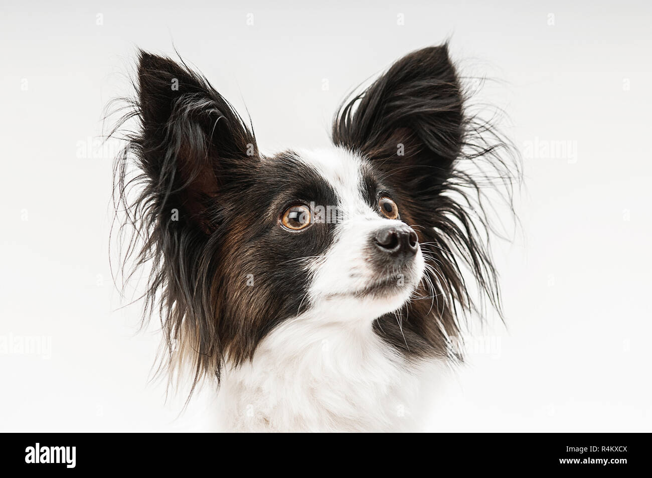 Brown papillon hi-res stock photography and images - Alamy