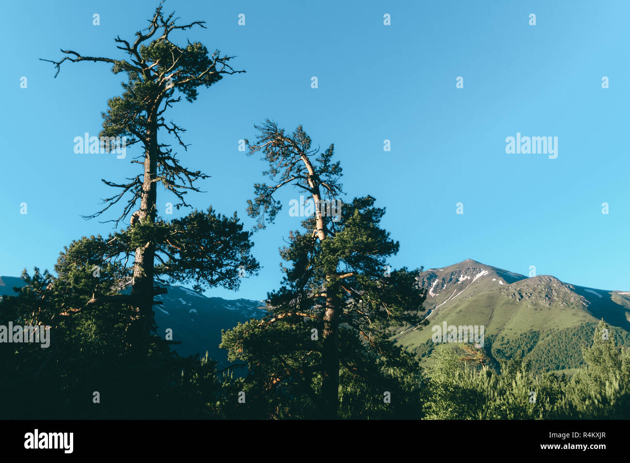 two crooked pines crowns on a green mountain background Stock Photo - Alamy