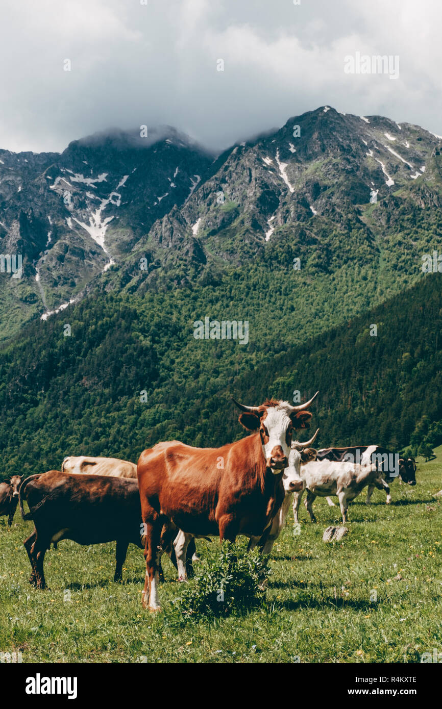 angry bull looking at camera at green mountain landscape background ...