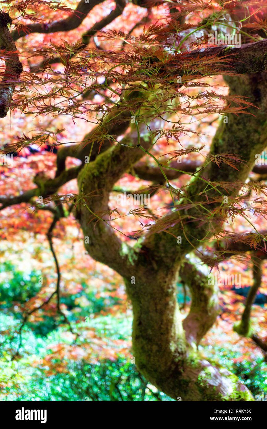 Japanese Maple Tree Stock Photo - Alamy