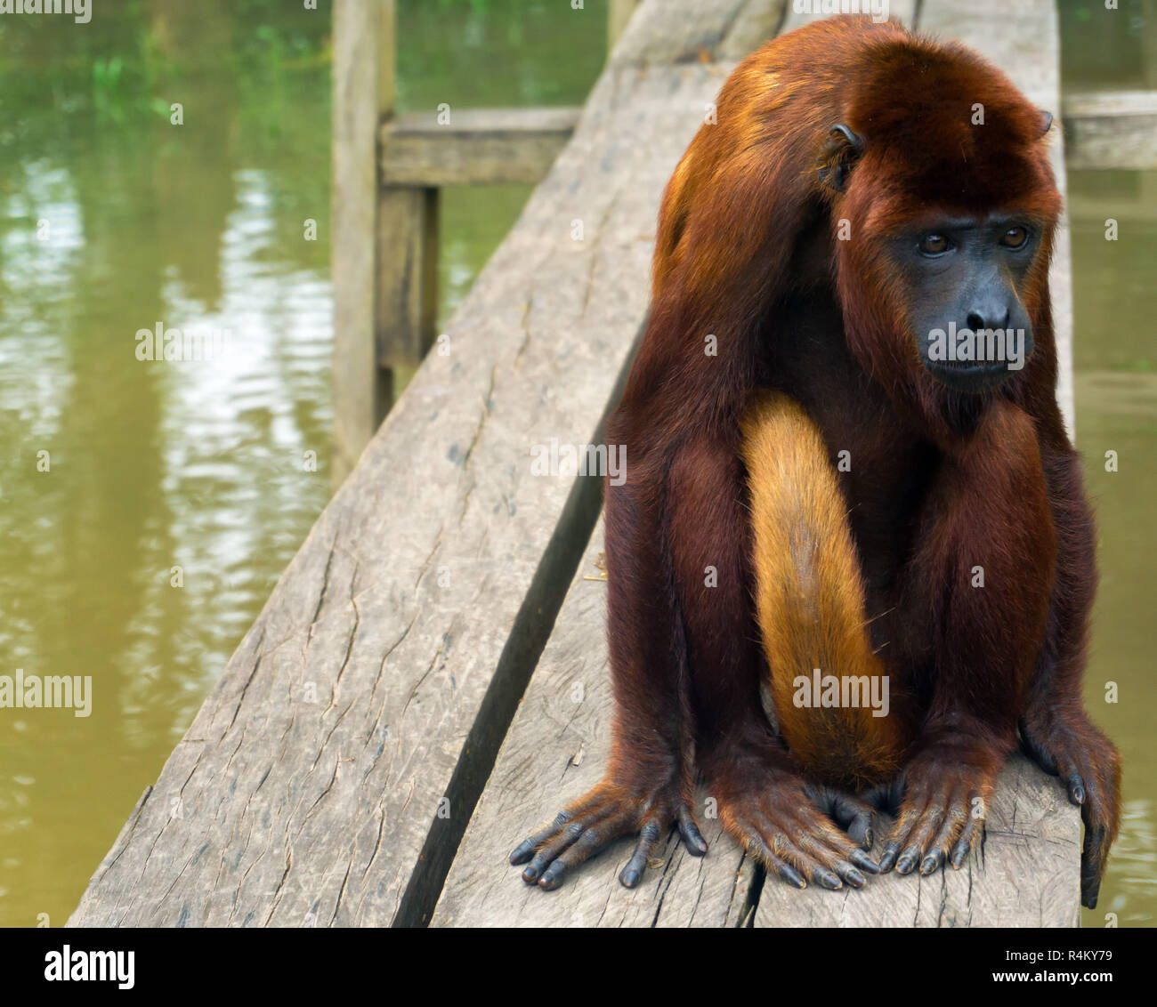Red Howler Monkey Stock Photo - Alamy