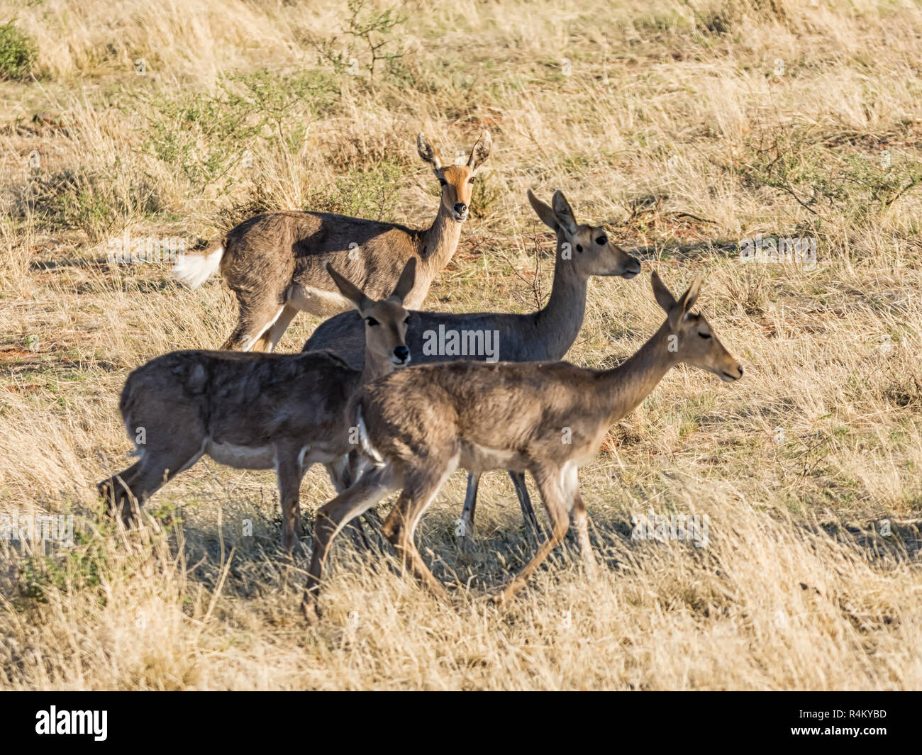 A group of Mountain Reedbuck in Southern African savanna Stock Photo ...