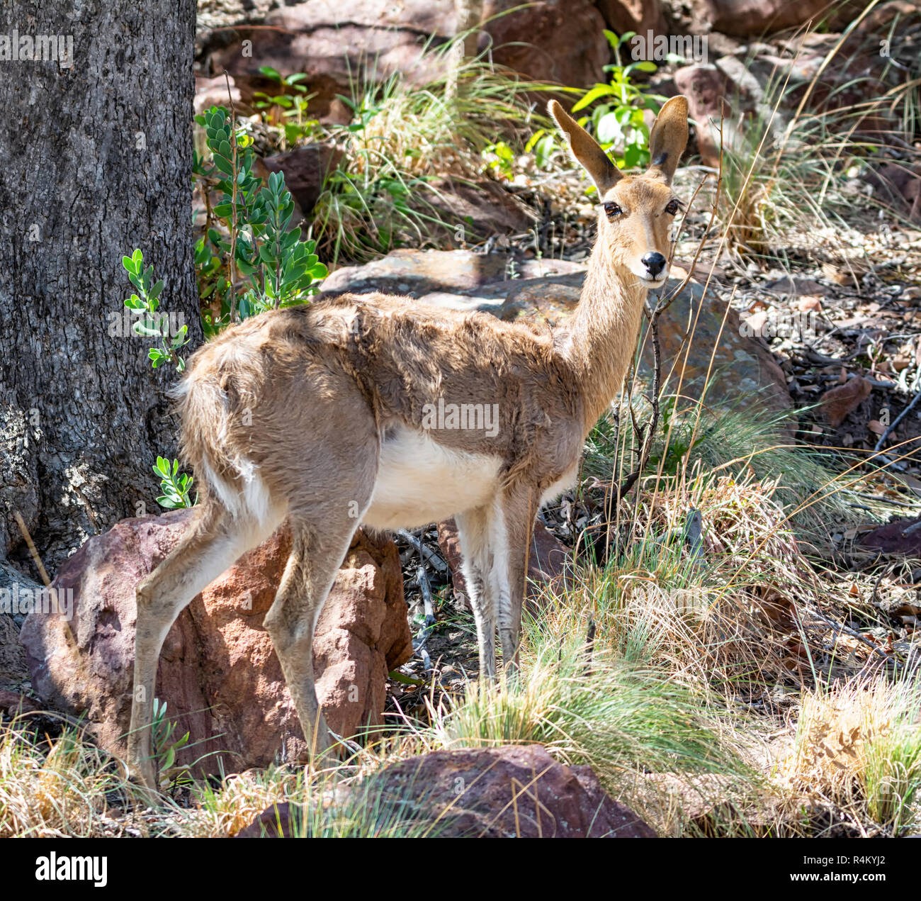 A female Mountain Reedbuck in Southern Africa Stock Photo - Alamy