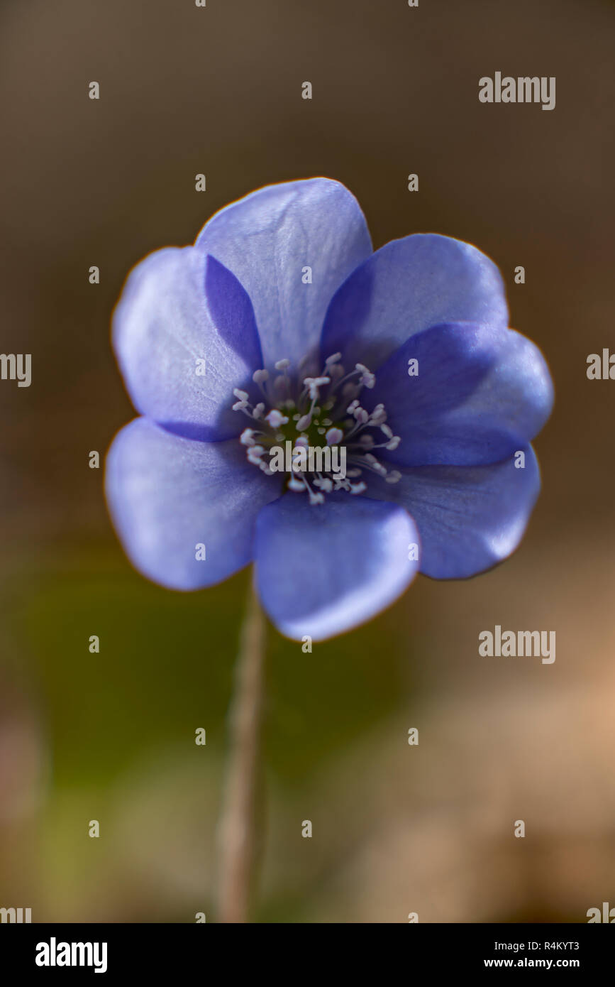 Leberblume hi-res stock photography and images - Alamy