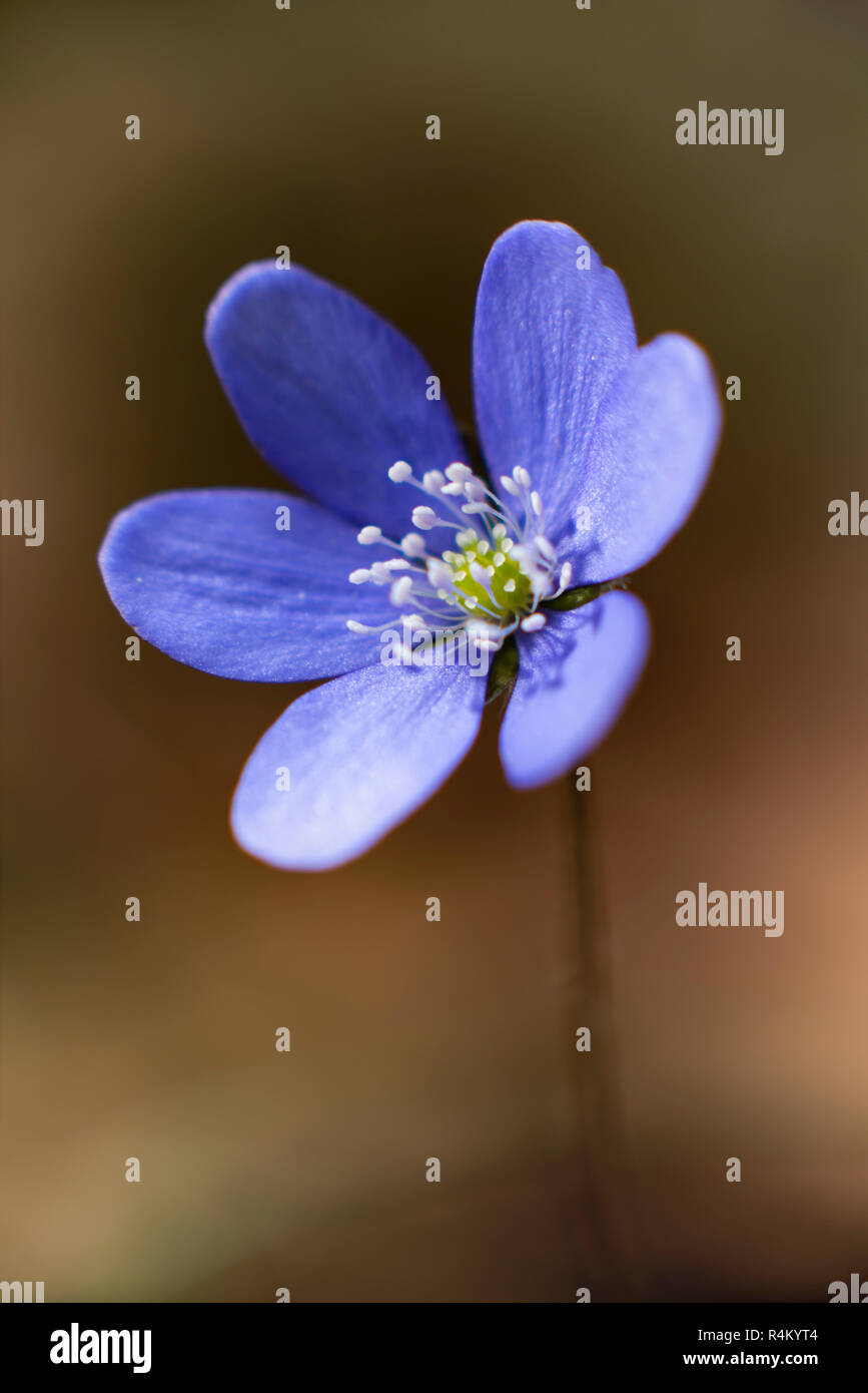 Leberblume hi-res stock photography and images - Alamy