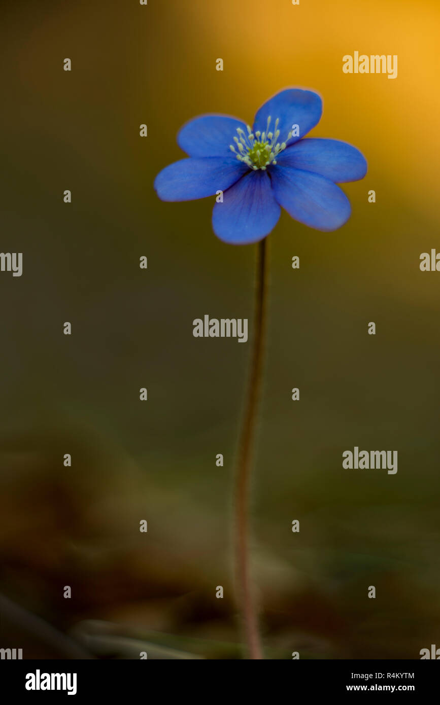 Leberblume hi-res stock photography and images - Alamy