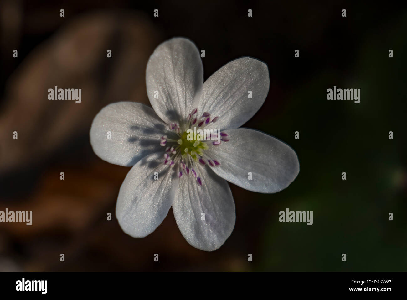 Leberblume hi-res stock photography and images - Alamy