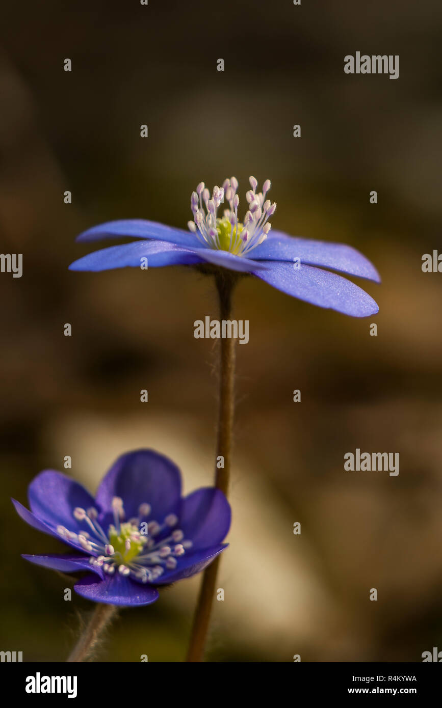 Leberblume hi-res stock photography and images - Alamy