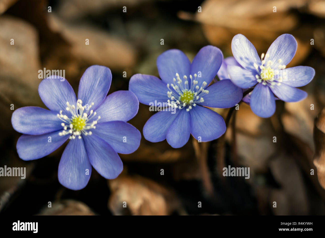 Leberblume hi-res stock photography and images - Alamy