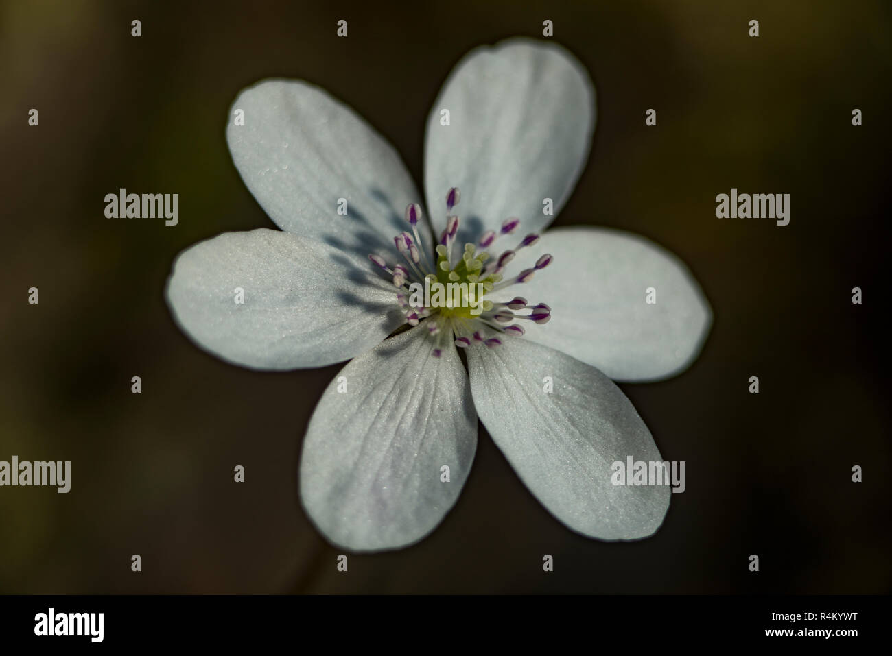 Leberblume hi-res stock photography and images - Alamy
