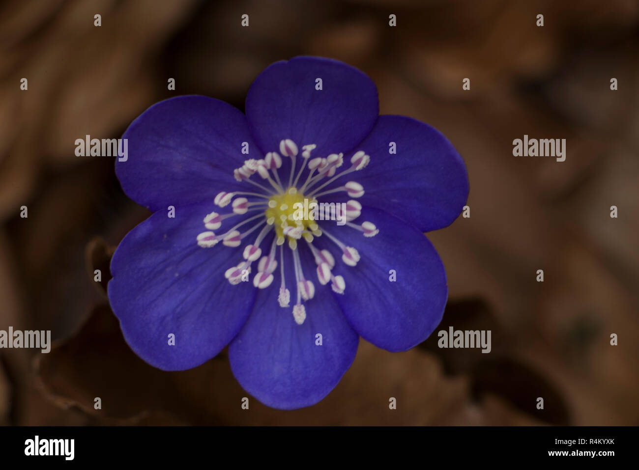Leberblume hi-res stock photography and images - Alamy