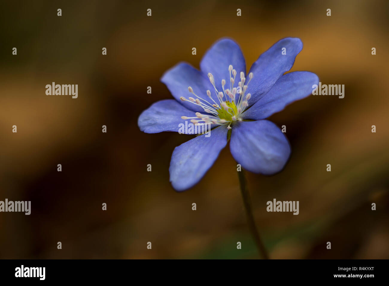 Leberblume hi-res stock photography and images - Alamy