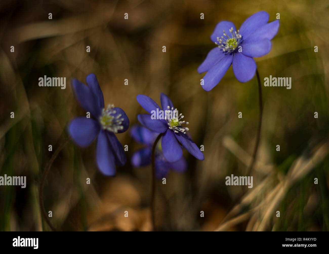 Leberblume hi-res stock photography and images - Alamy