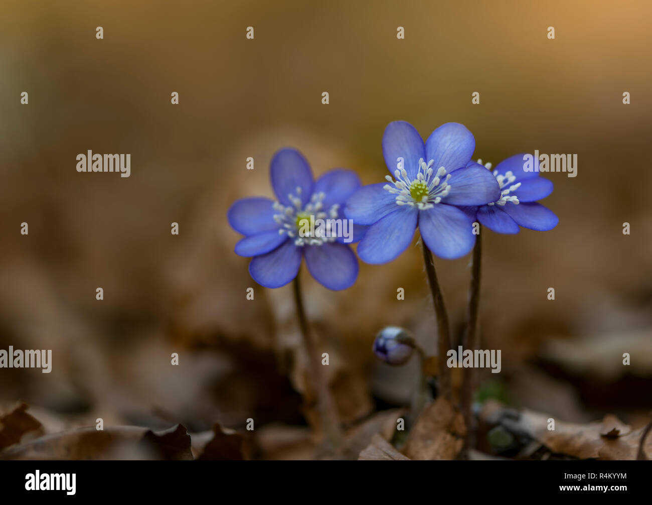Leberblume hi-res stock photography and images - Alamy