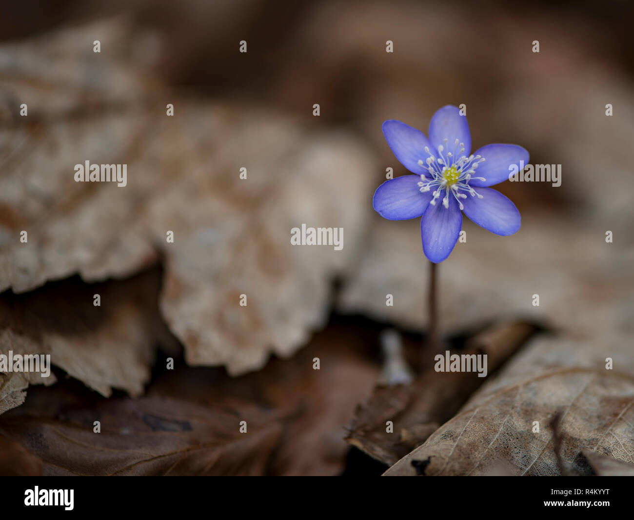 Leberblume hi-res stock photography and images - Alamy