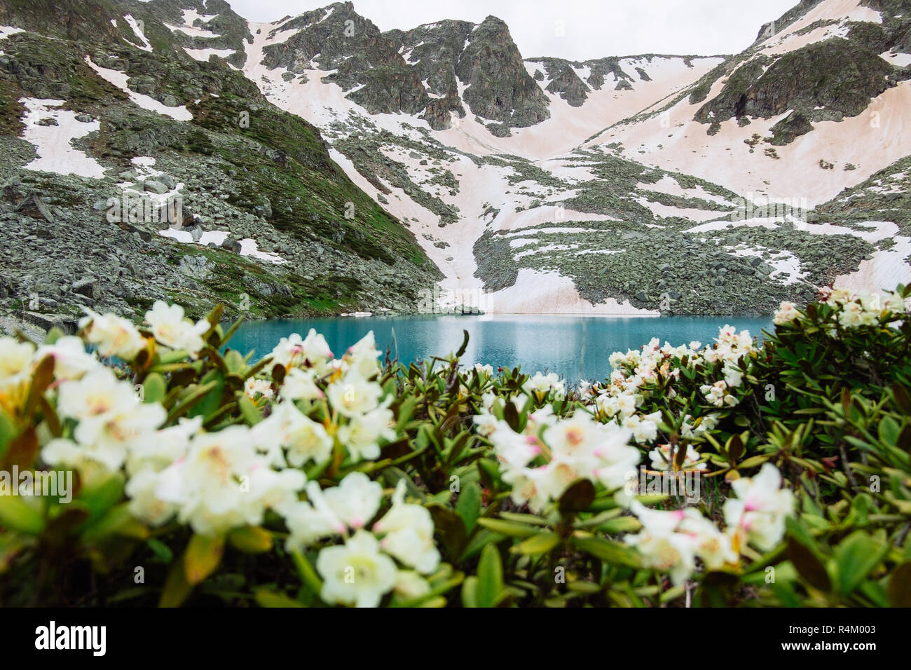 mountain spring landscape with blossoms flowers rhododendron and blue ...