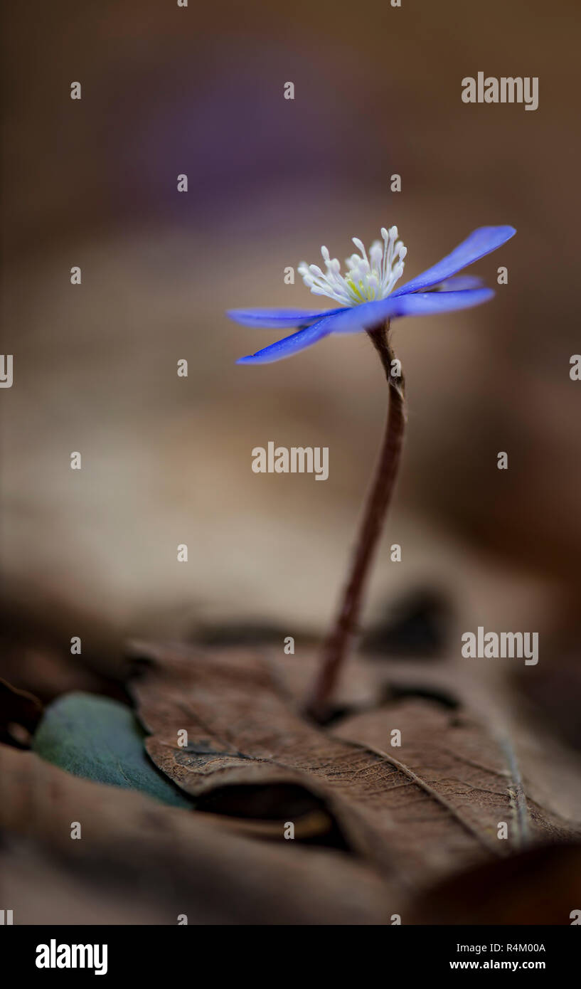Leberblume hi-res stock photography and images - Alamy