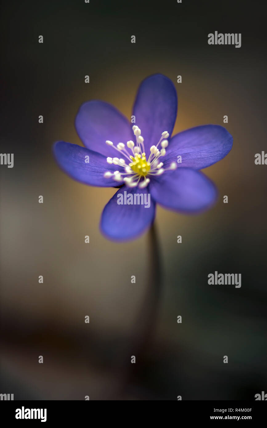 Leberblume hi-res stock photography and images - Alamy