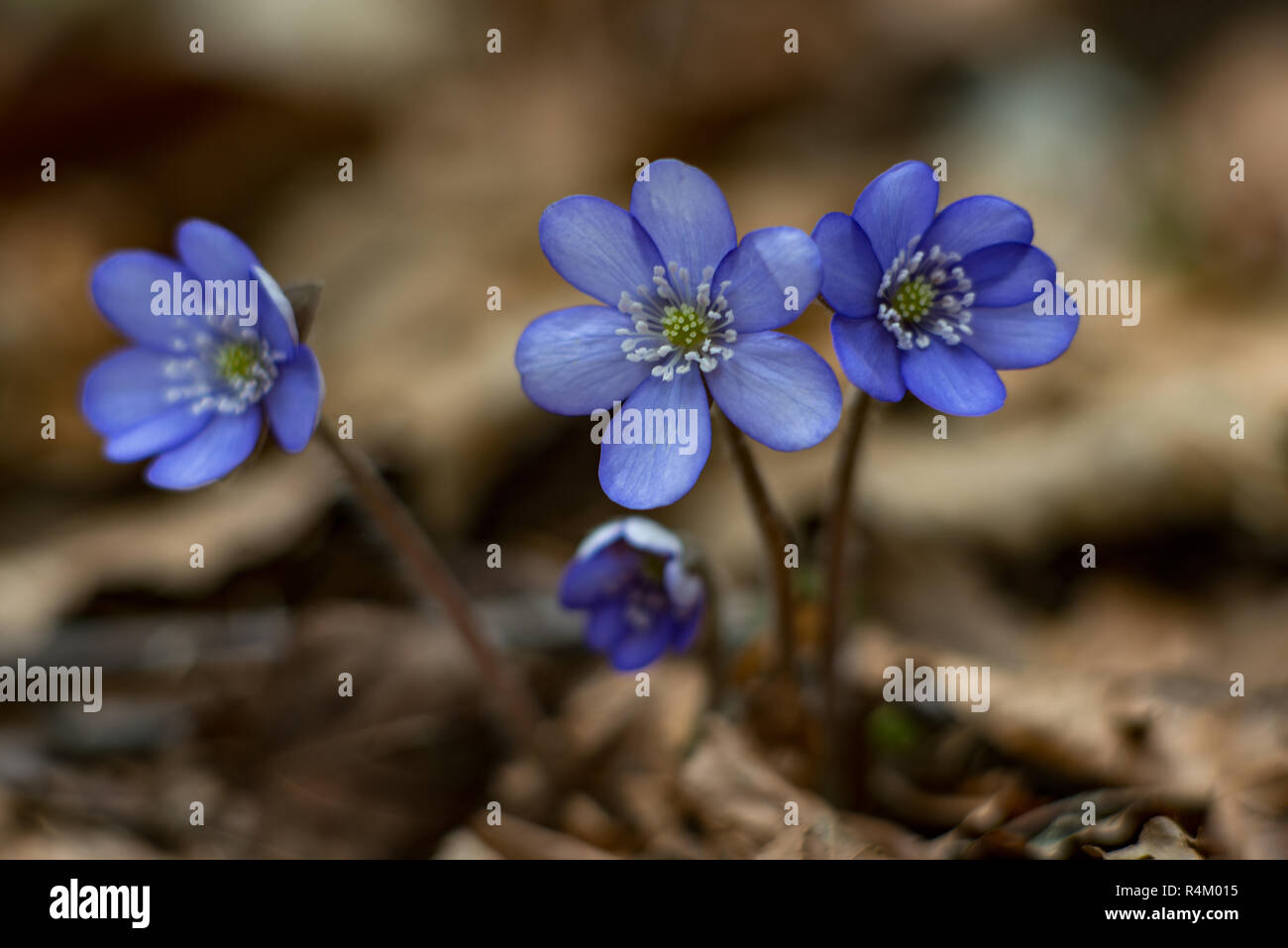Leberblume hi-res stock photography and images - Alamy