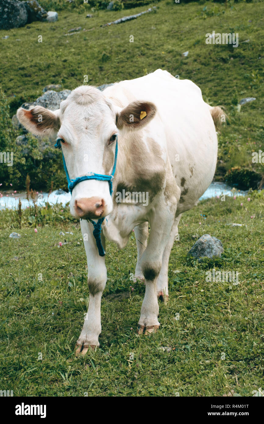 Albino cow hi-res stock photography and images - Alamy