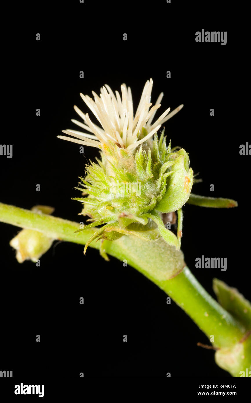 Female flowers of the Sweet Chestnut deciduous tree, Castanea sativa ...