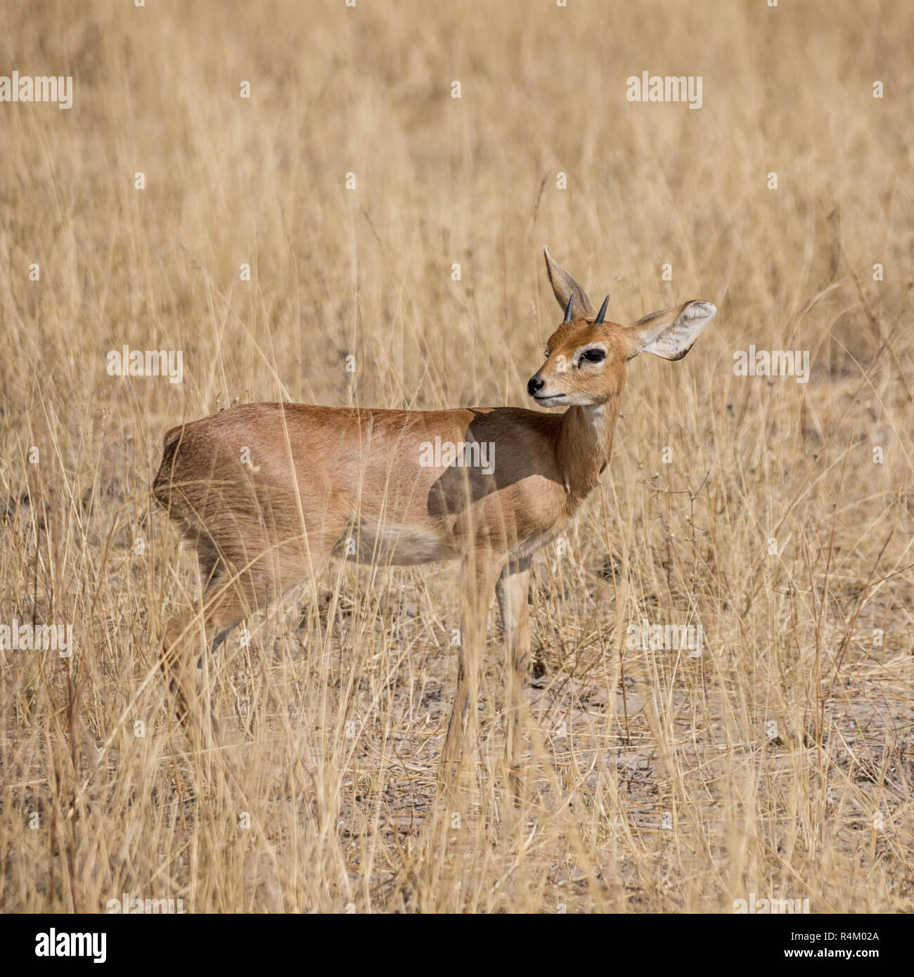 A male Steenbok in Namibian savanna Stock Photo - Alamy