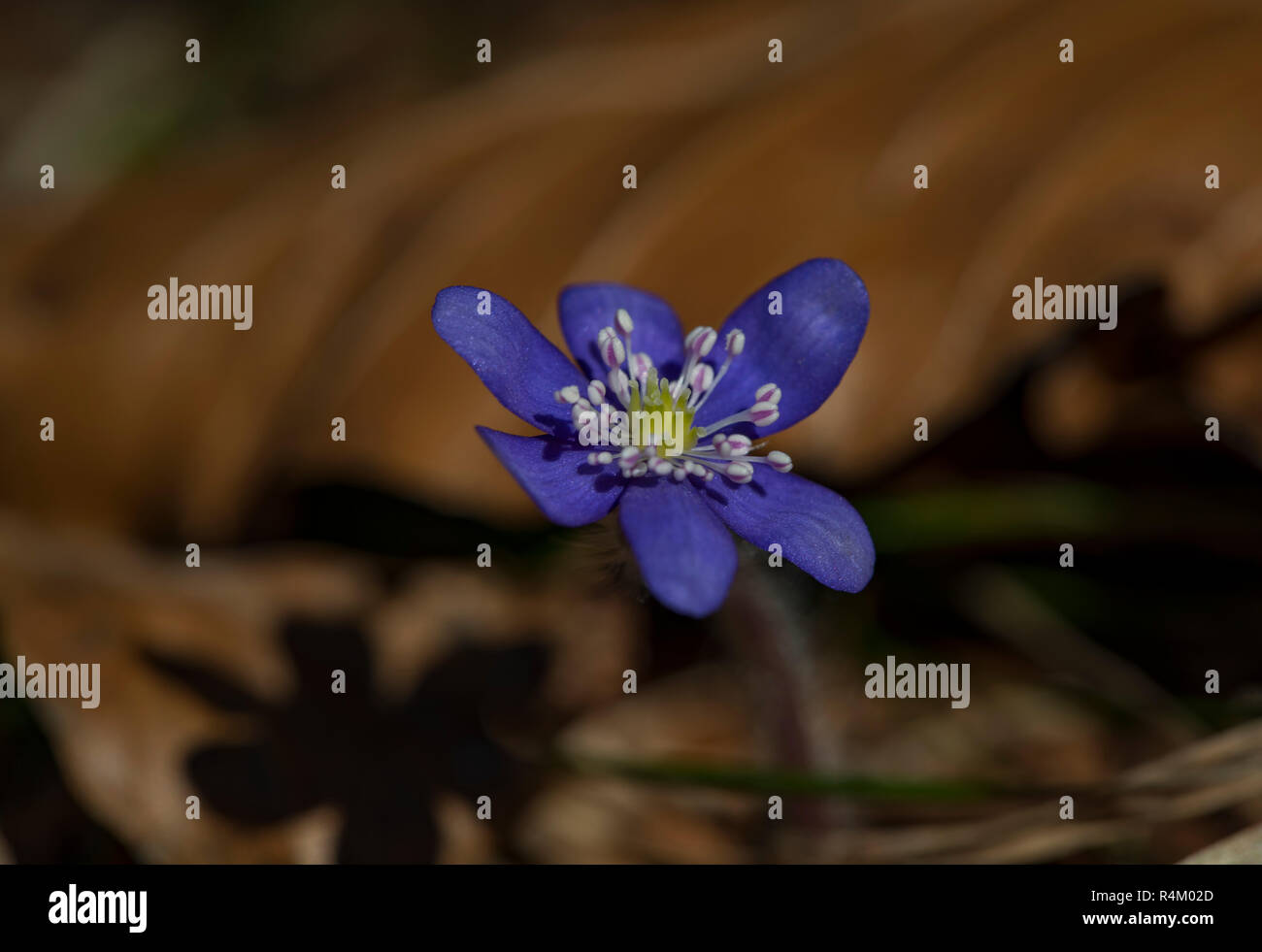 Leberblume hi-res stock photography and images - Alamy