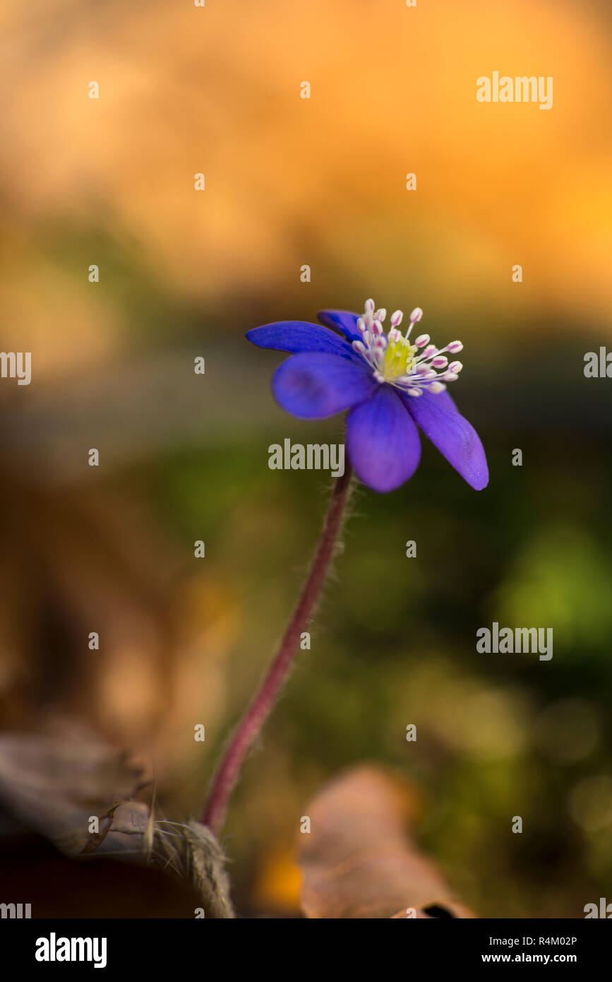 Leberblume hi-res stock photography and images - Alamy