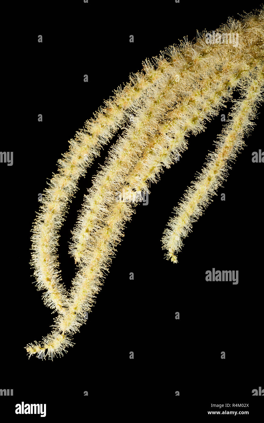 Male catkins of the Sweet Chestnut deciduous tree, Castanea sativa ...