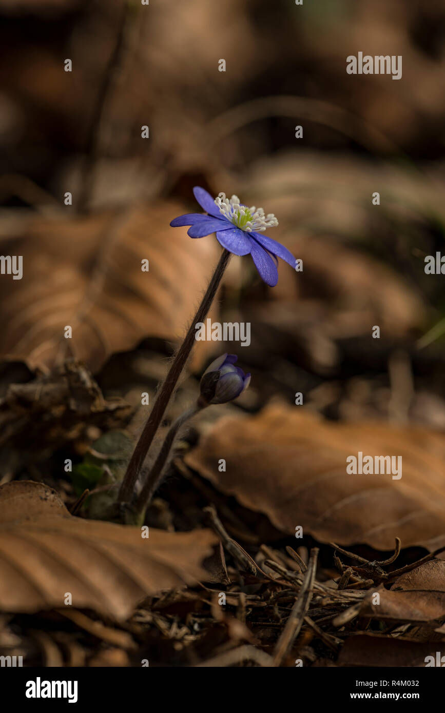Leberblume hi-res stock photography and images - Alamy