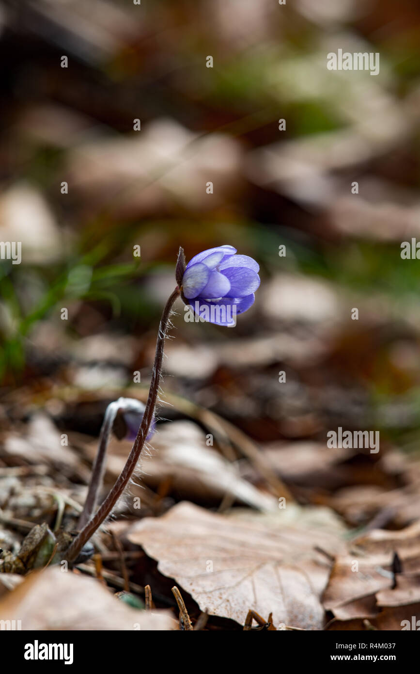 Leberblume hi-res stock photography and images - Alamy