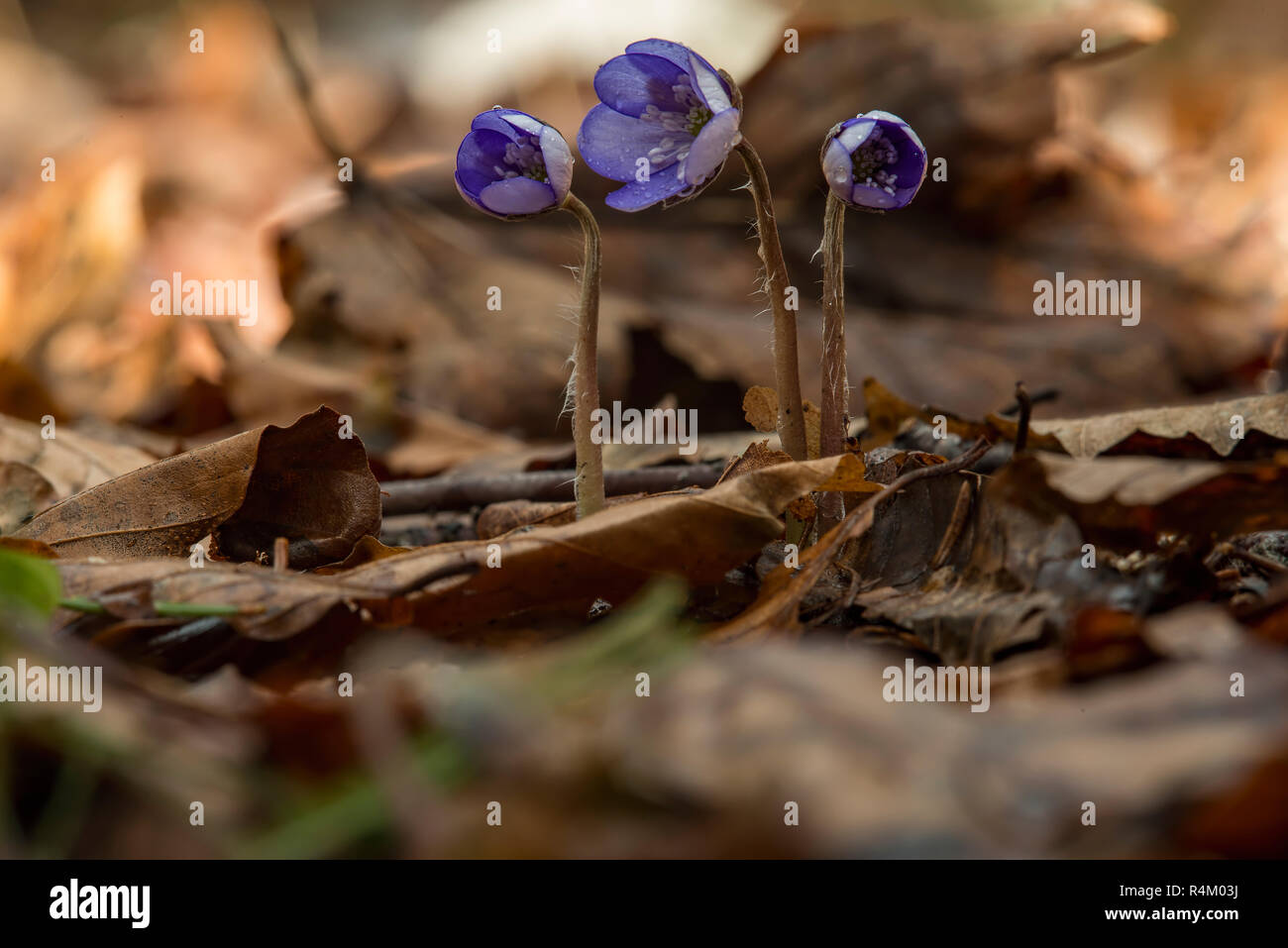 Leberblume hi-res stock photography and images - Alamy