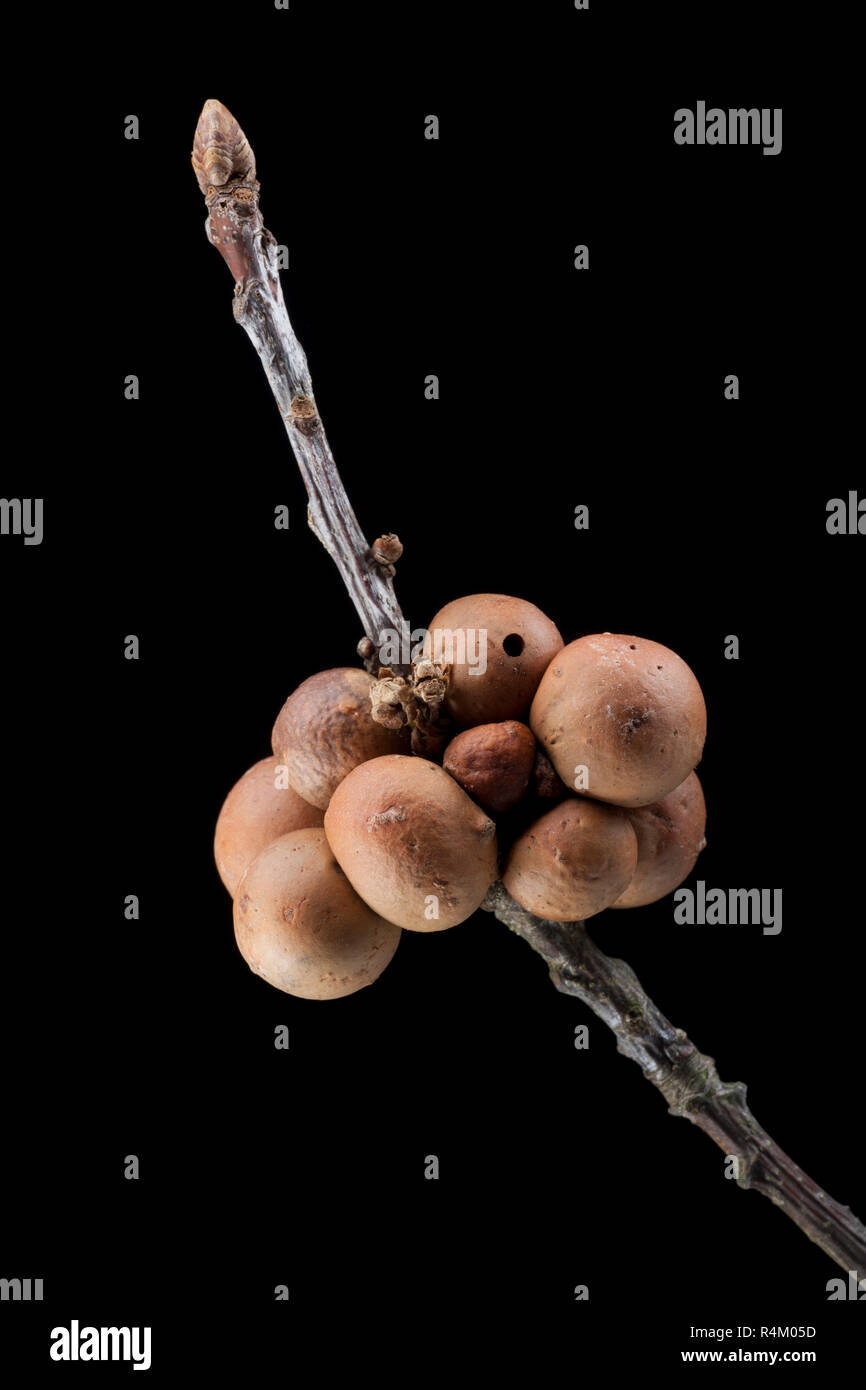 A group of Marble Oak galls, Andricus kollari, photographed in a studio ...