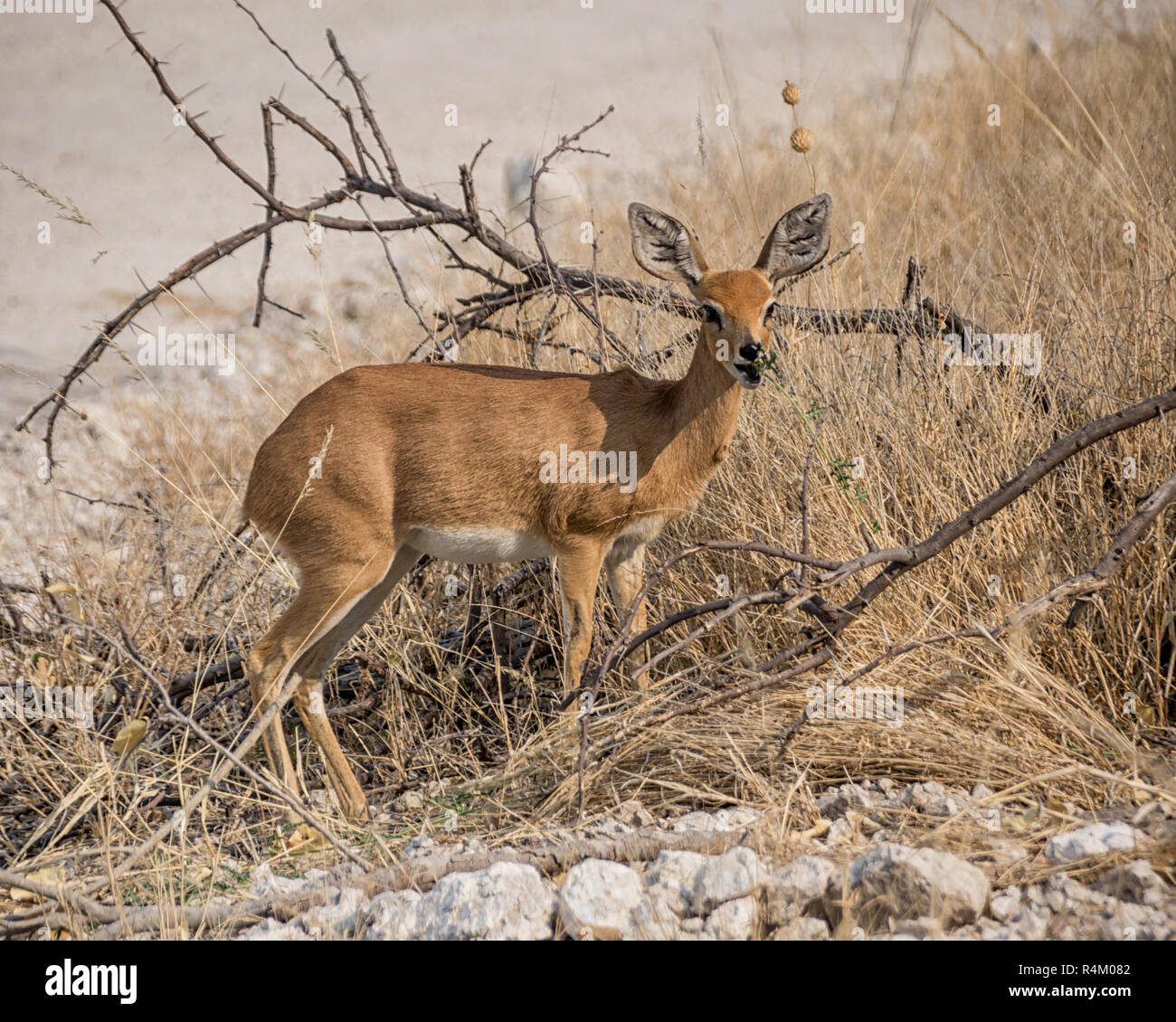 A female Steenbok in namibian savanna Stock Photo - Alamy