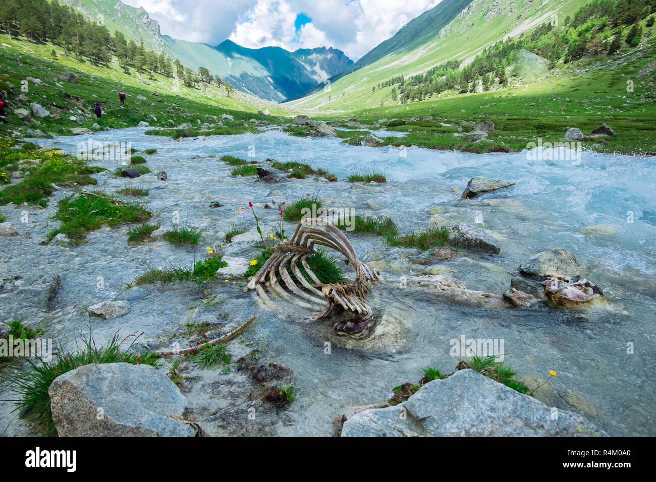animal bones in mountain river. ecology problem of pollution of ...