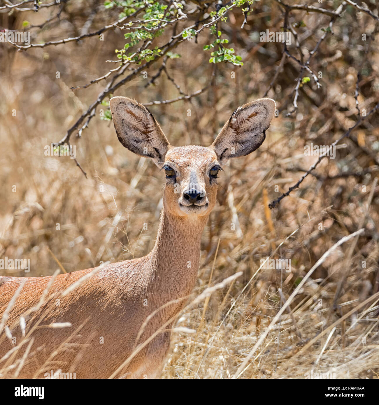 A Steenbok antelope in Namibian savanna Stock Photo - Alamy