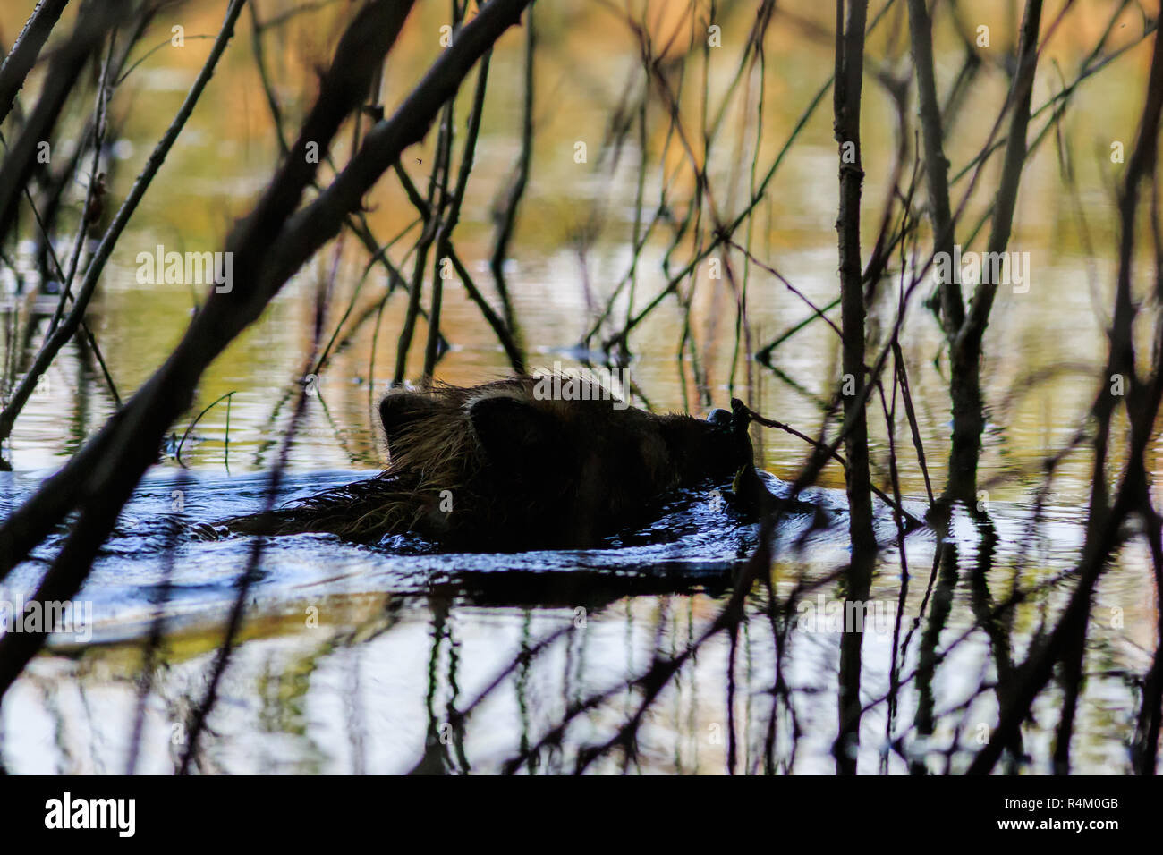 wild boar in water. Danube Delta, Romania Stock Photo - Alamy