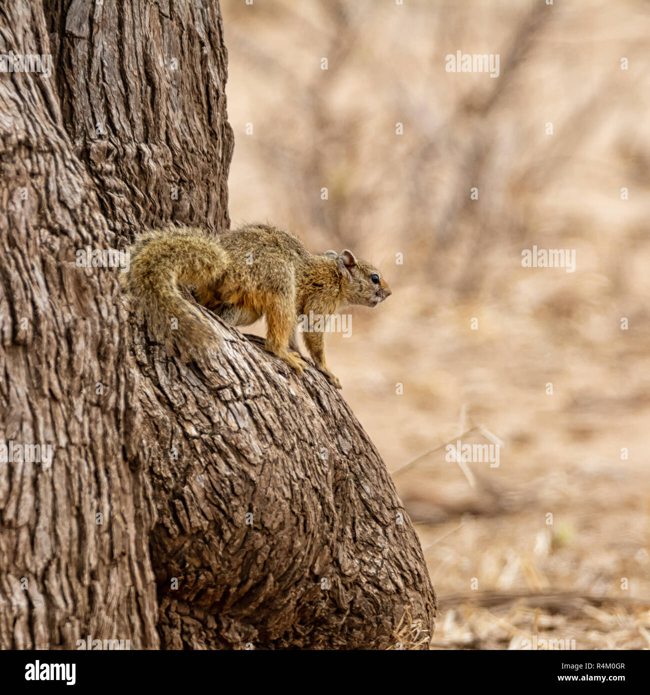 An African Tree Squirrel in a tree in Southern African savanna Stock ...