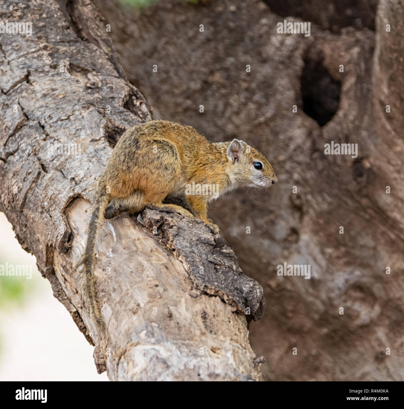 An African Tree Squirrel in a tree in Southern African savanna Stock ...