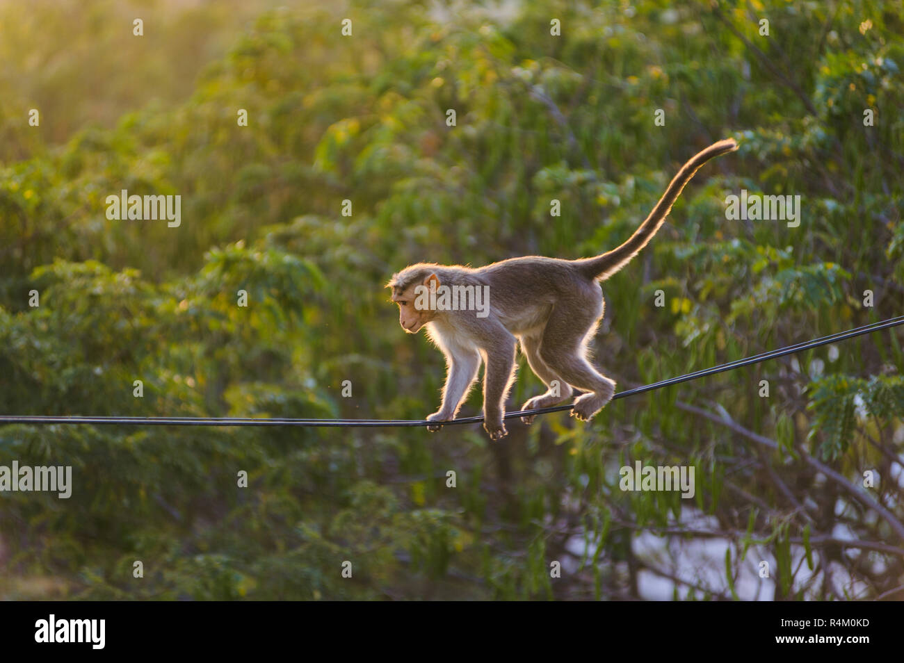 photo of walking on the electric wire Monkey in the jubgle Stock Photo ...