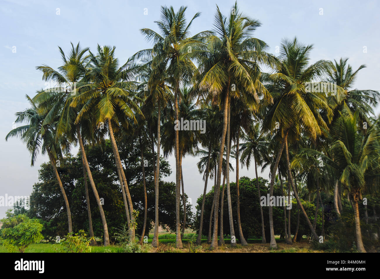 Photo of Coconuts palms forest in natural sunset colours Stock Photo ...