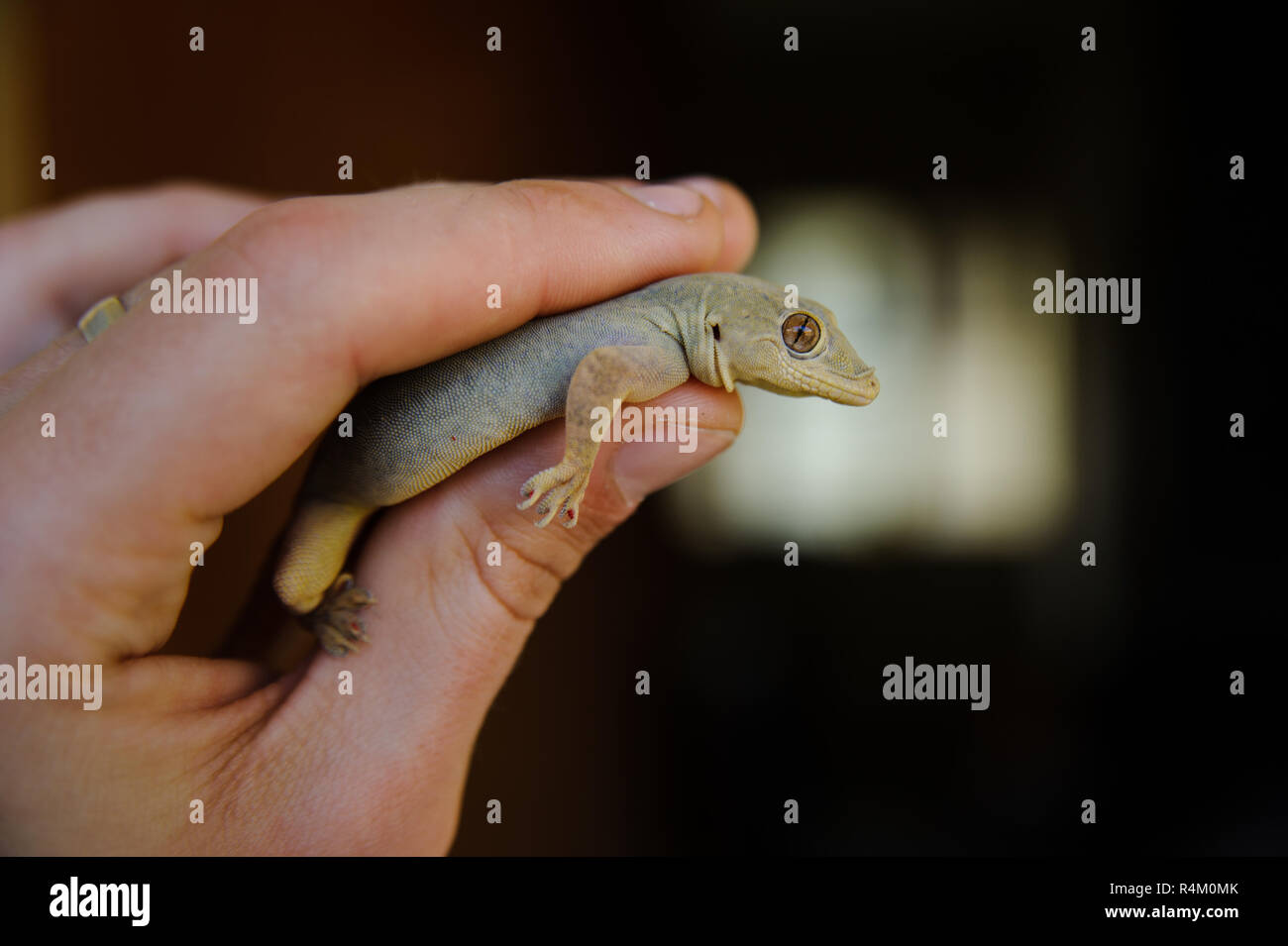 Photo of Lizard keeping in human hand from the first person view Stock ...