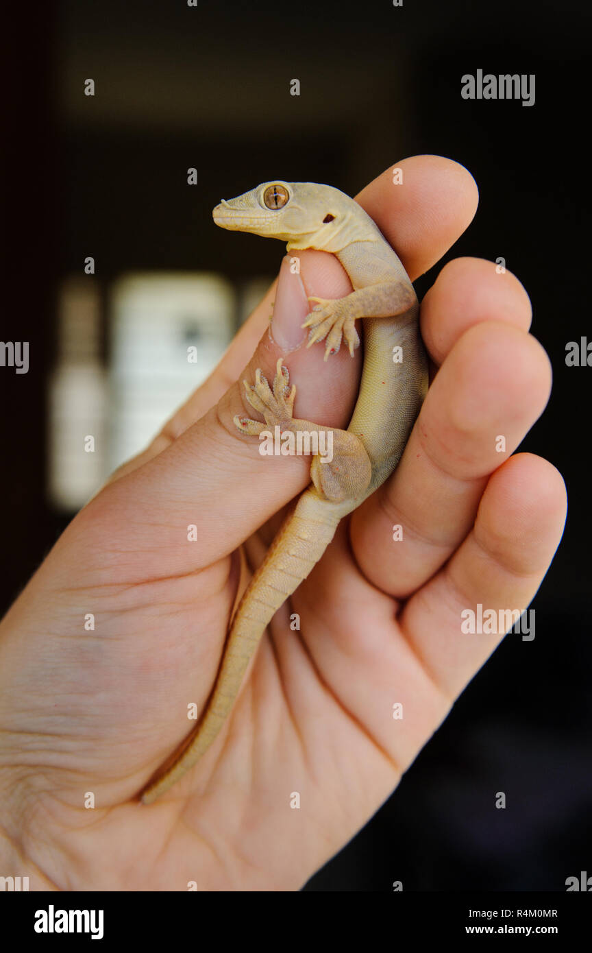Horizontal photo of Lizard keeping in human hand from the first person ...