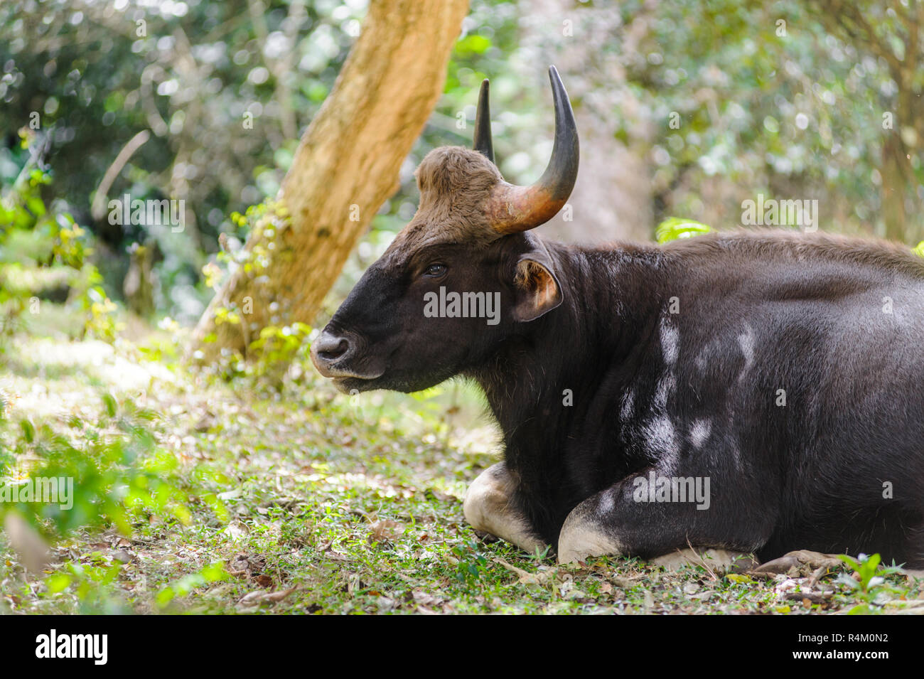 Gaur india bull wild hi-res stock photography and images - Alamy