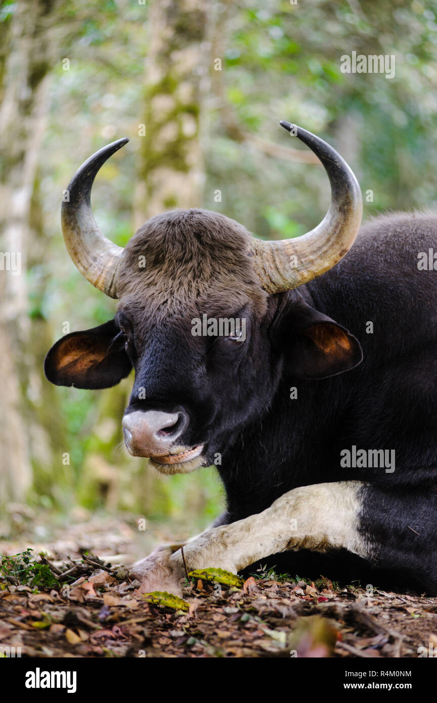 Indian Bull Gaur High Resolution Stock Photography and Images - Alamy